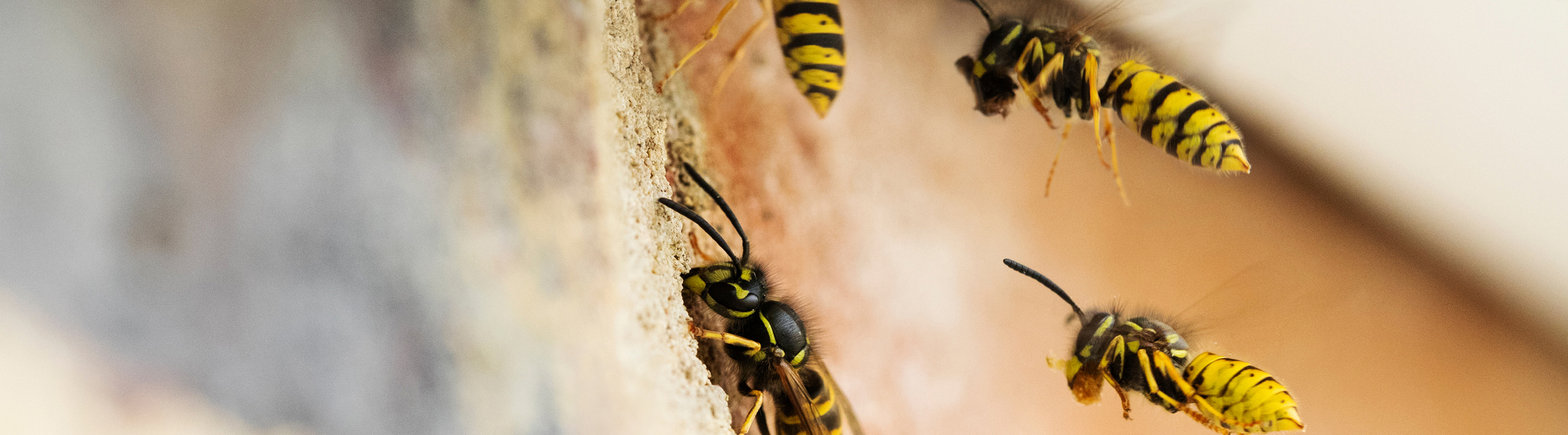 What is THIS? | Pest Identification | Be Bug Free Services